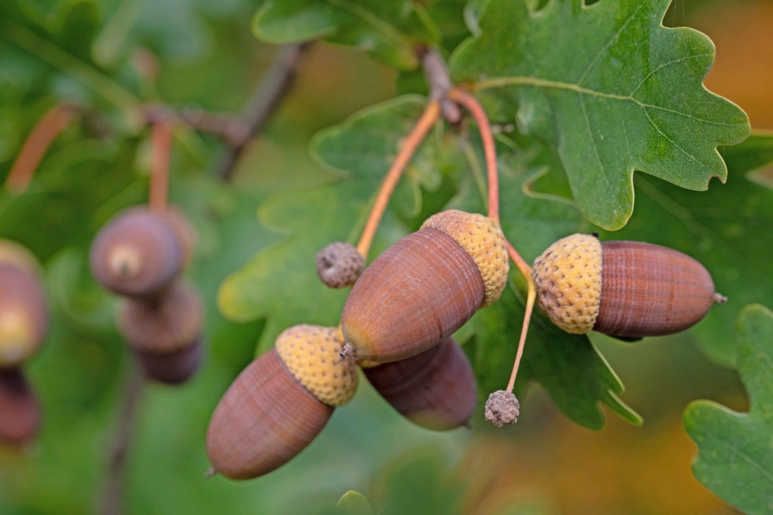 Hrast lužnjak – Div panonskih nizina - JU Zeleni prsten Zagrebačke županije