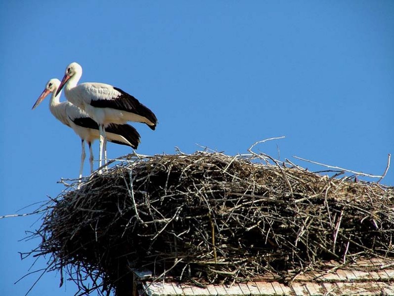 JU Zeleni prsten Zagrebačke županije » Dan roda: Roda, ptica kojoj se ...