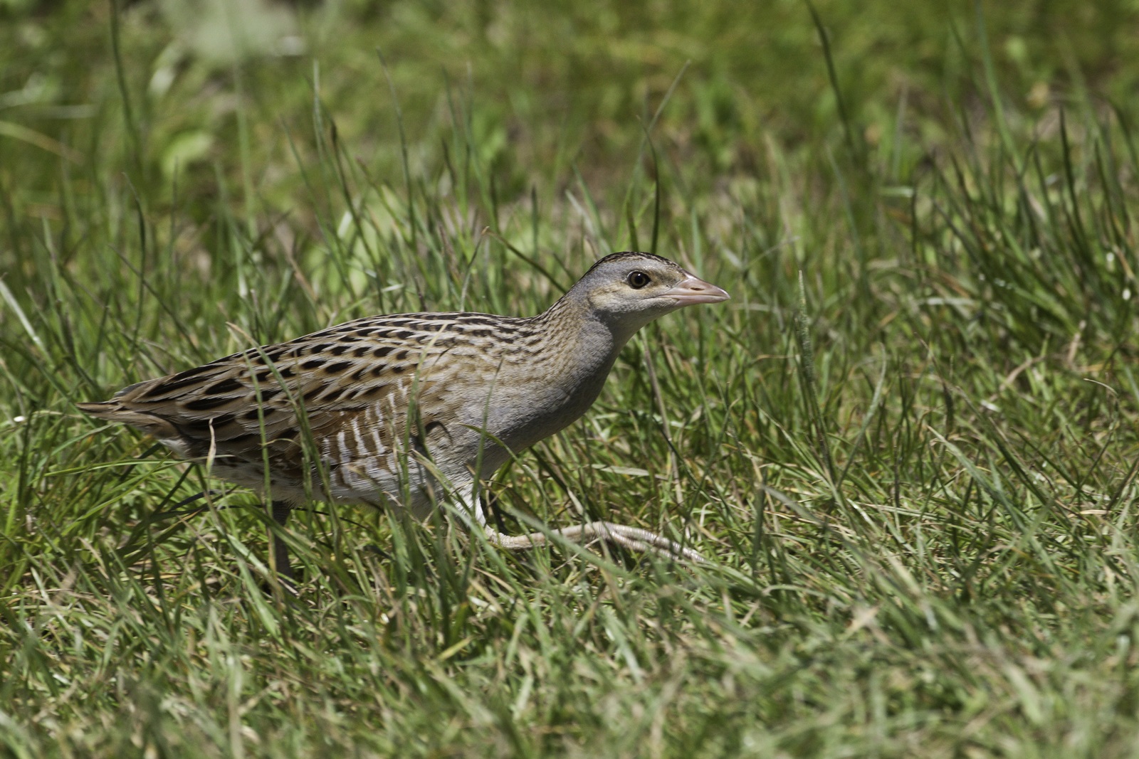 JU Zeleni prsten Zagrebačke županije » ptica kosac